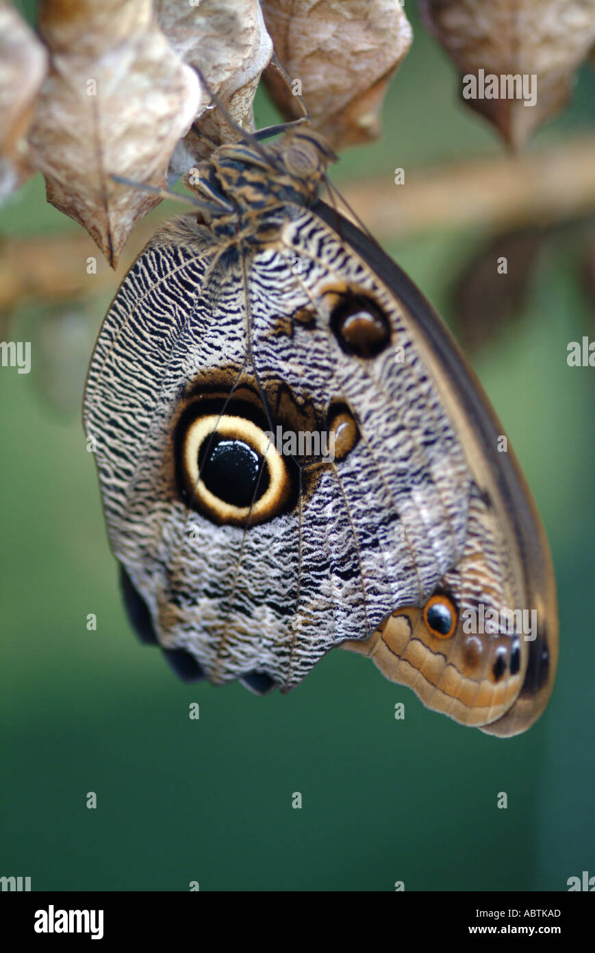 Owl butterfly pupa hi-res stock photography and images - Alamy