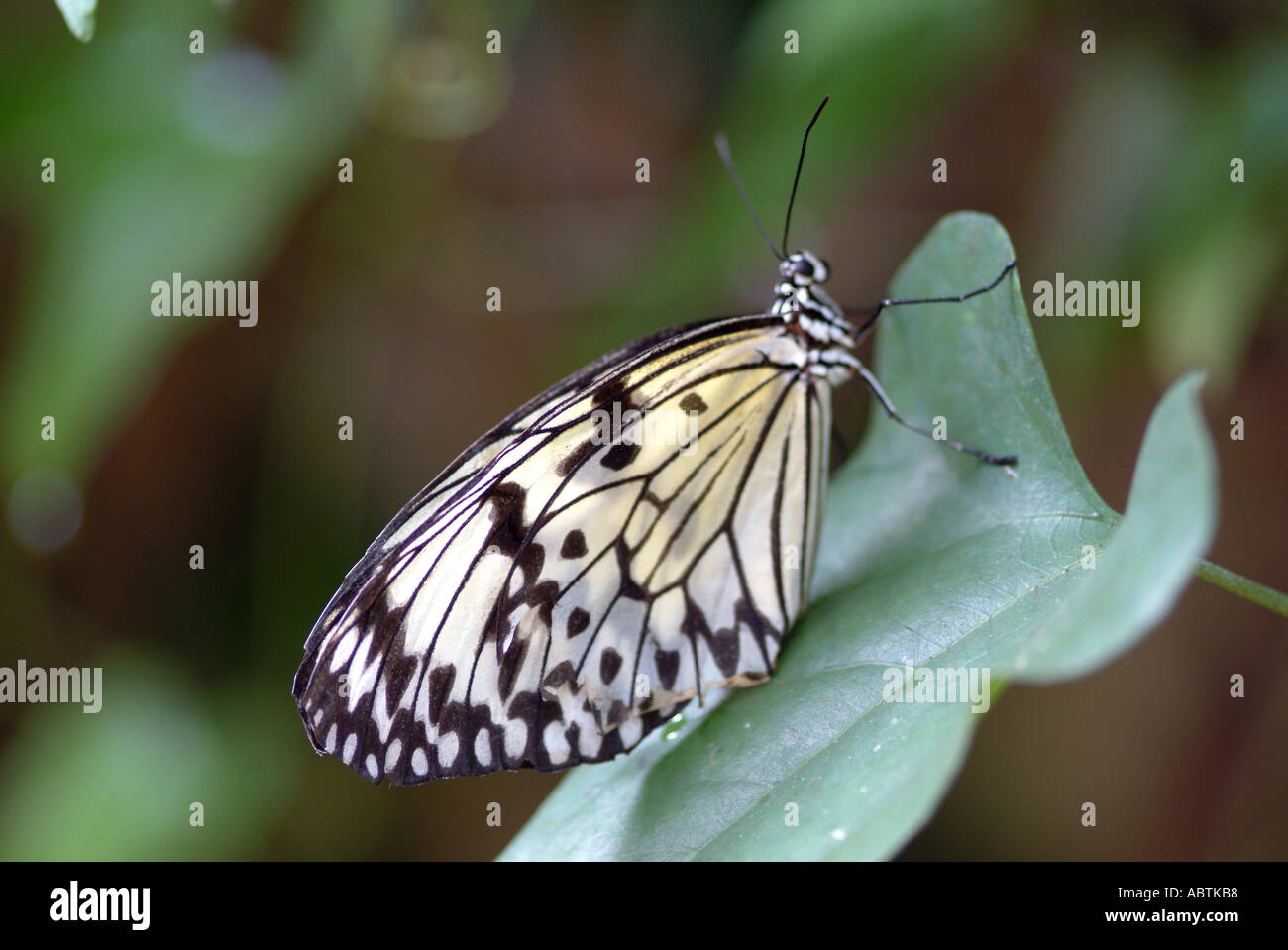 White nymph butterfly hi-res stock photography and images - Alamy