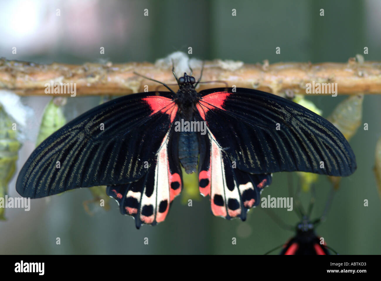 Scarlet Swallowtail Butterfly Ready to Fly Having Emerged From ...
