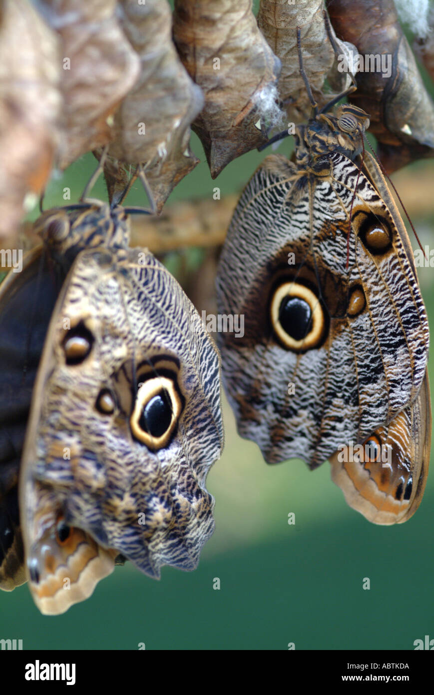 Owl butterfly pupa hi-res stock photography and images - Alamy