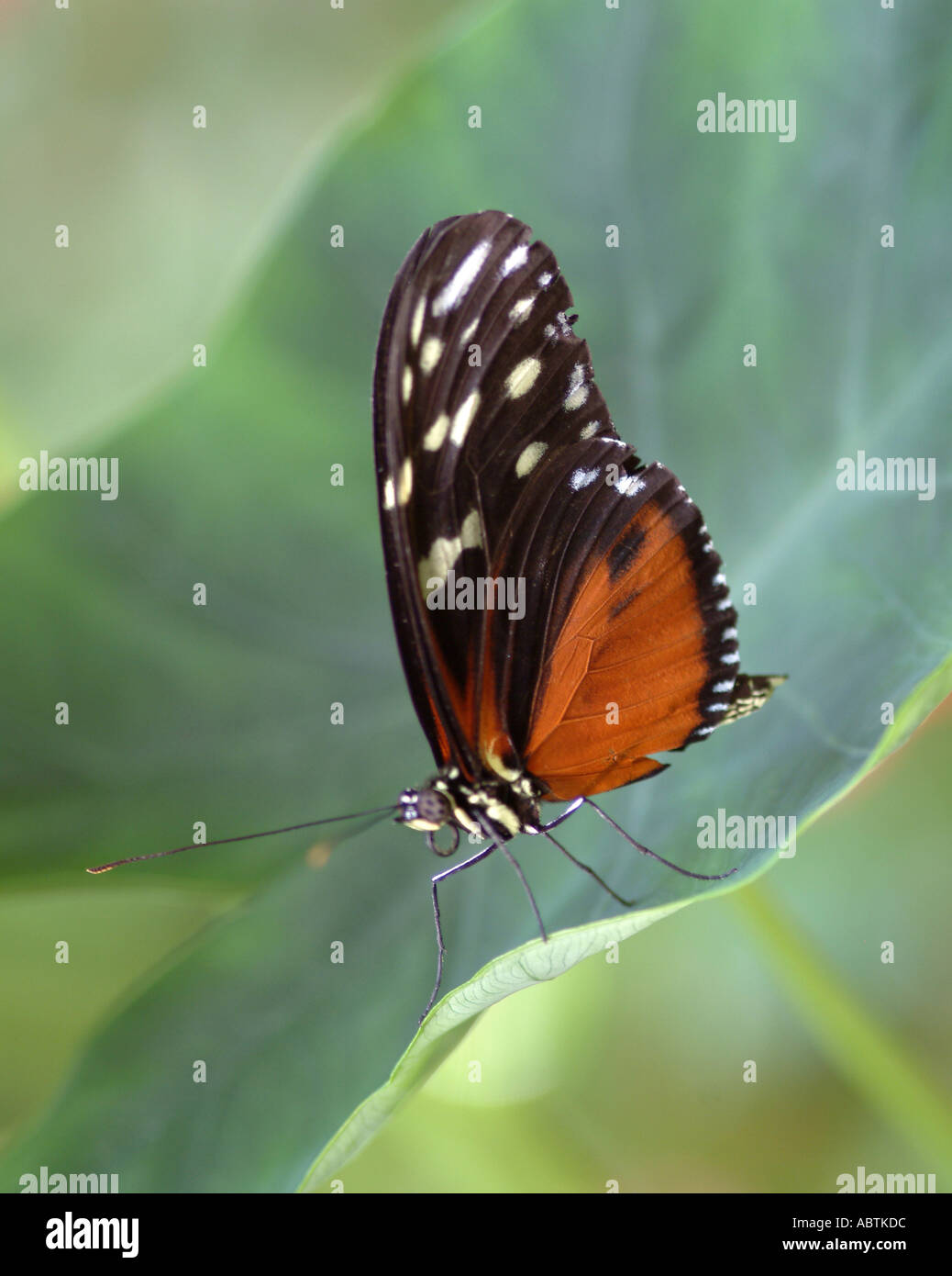 Family heliconiidae hi-res stock photography and images - Alamy