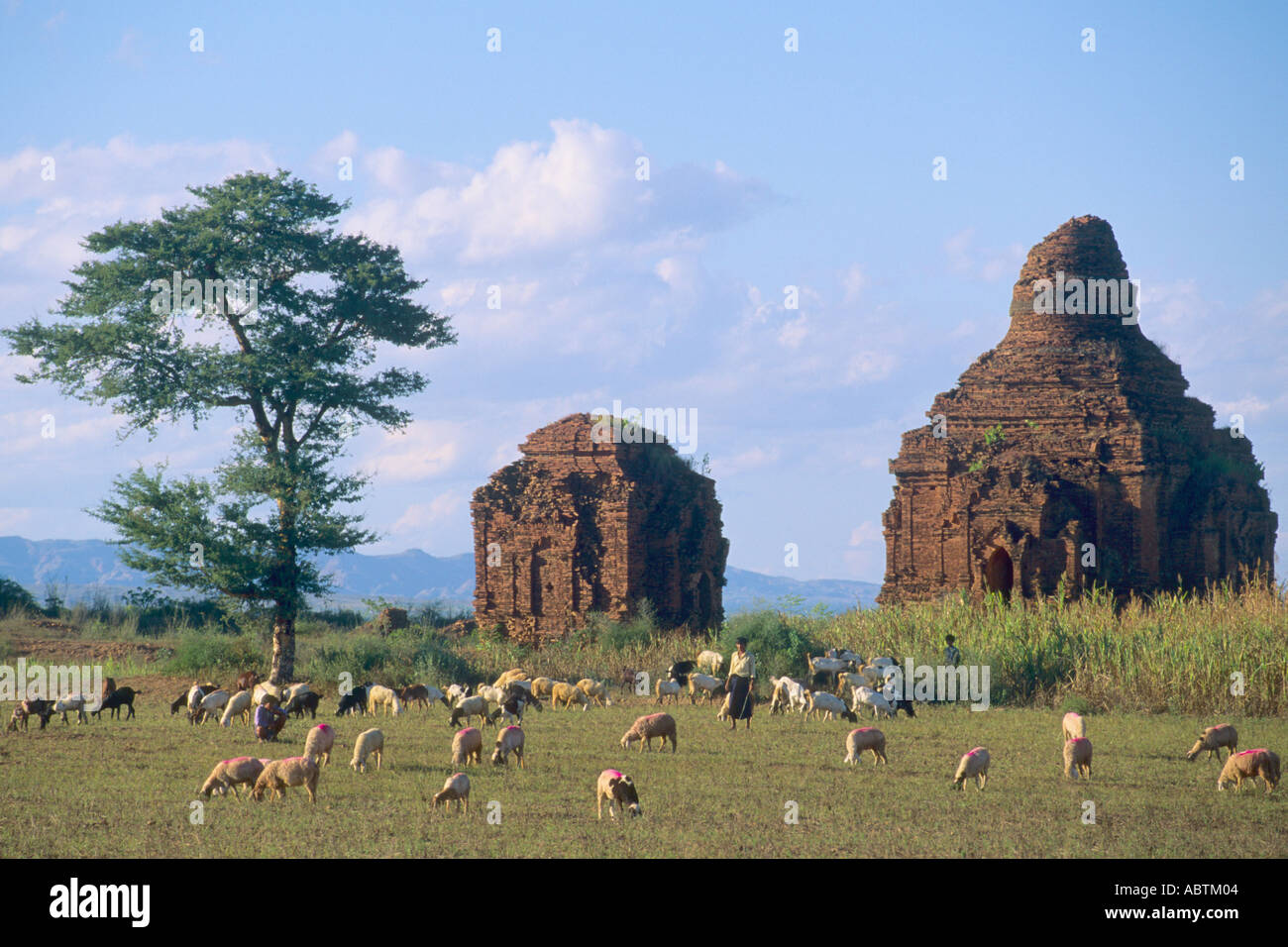Myanmar temple sheep hi-res stock photography and images - Alamy