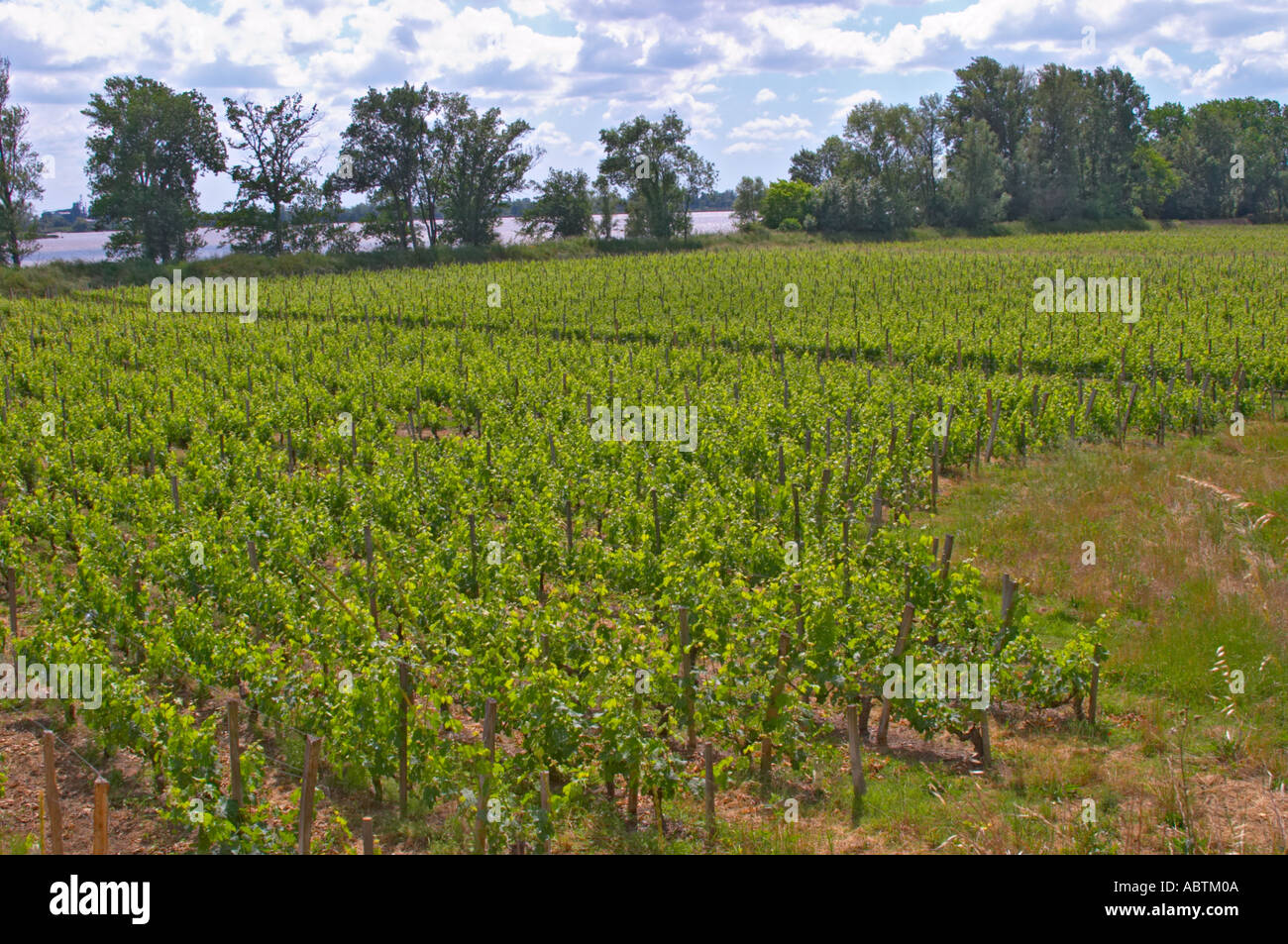 The vineyard of Chateau Roc de Cambes and a view over the Dordogne ...