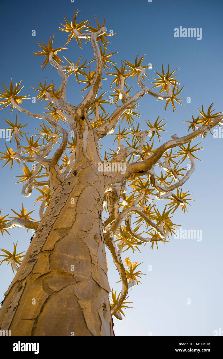 Quiver tree flowering hi-res stock photography and images - Alamy