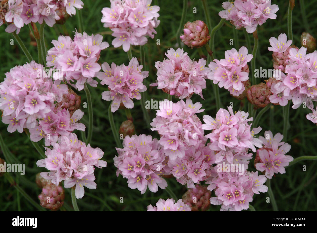 Sea Pinks in Full Bloom at Tintagel Cornwall England United Kingdom UK ...