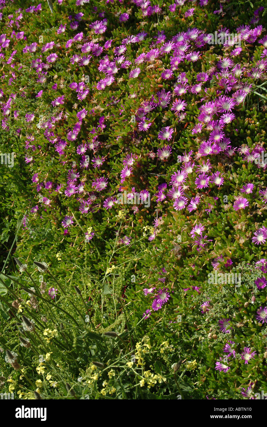 Invasive flower hi-res stock photography and images - Alamy