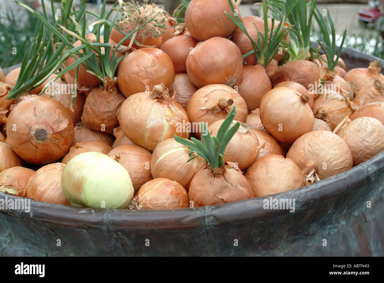 Swollen seed hi-res stock photography and images - Alamy