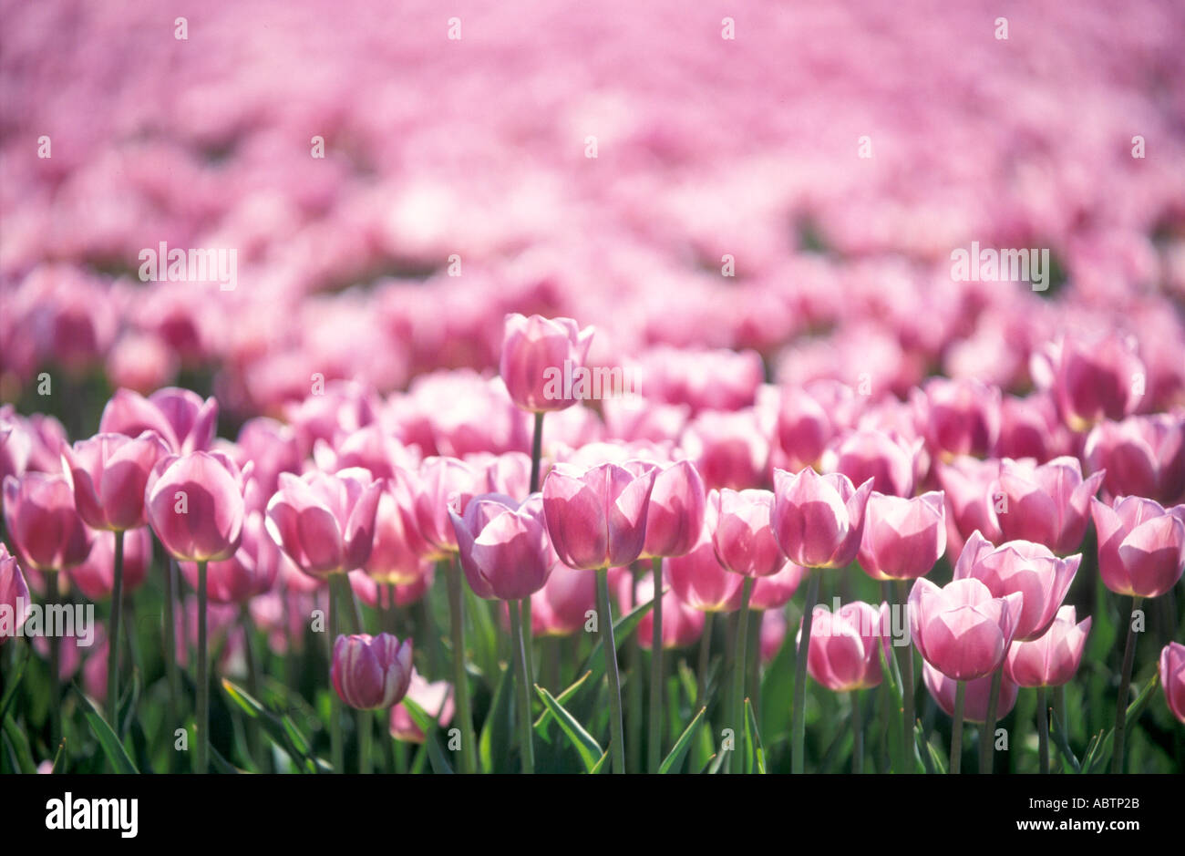 Flowerfield hi-res stock photography and images - Alamy
