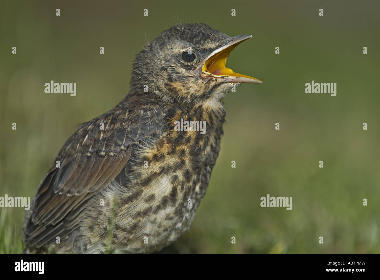 young screeching bird Stock Photo - Alamy