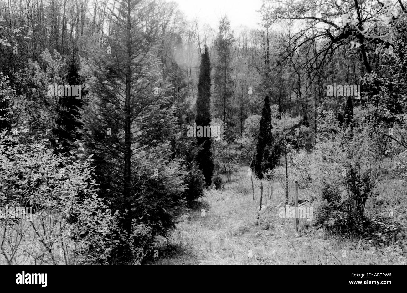Serbian forest hi-res stock photography and images - Alamy