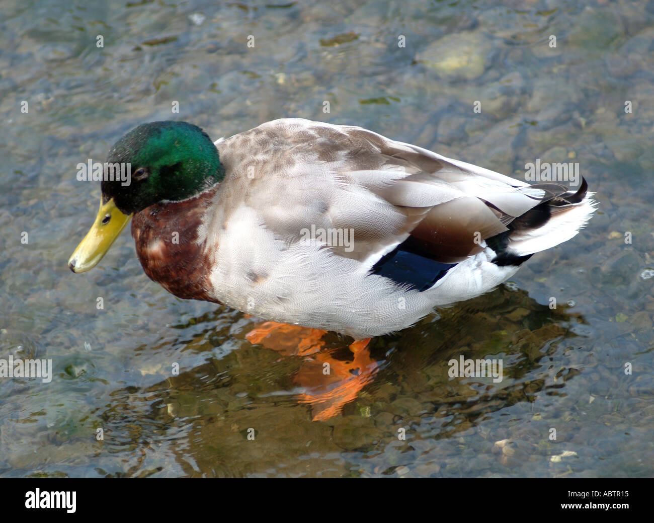 Translucent green head feathers hi-res stock photography and images - Alamy