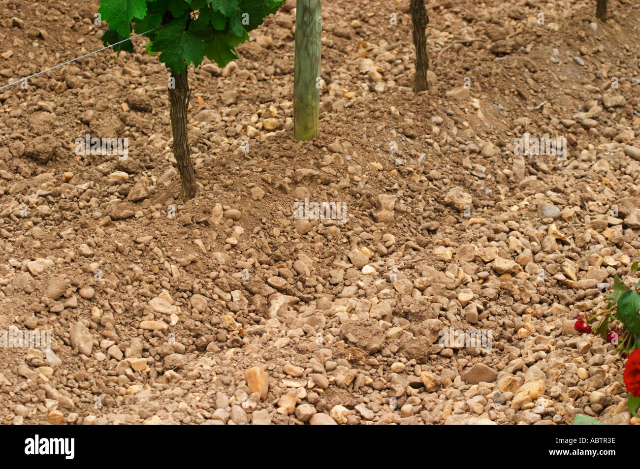 A detail of the soil at Chateau La Fleur Petrus (lafleur), more pebbles ...