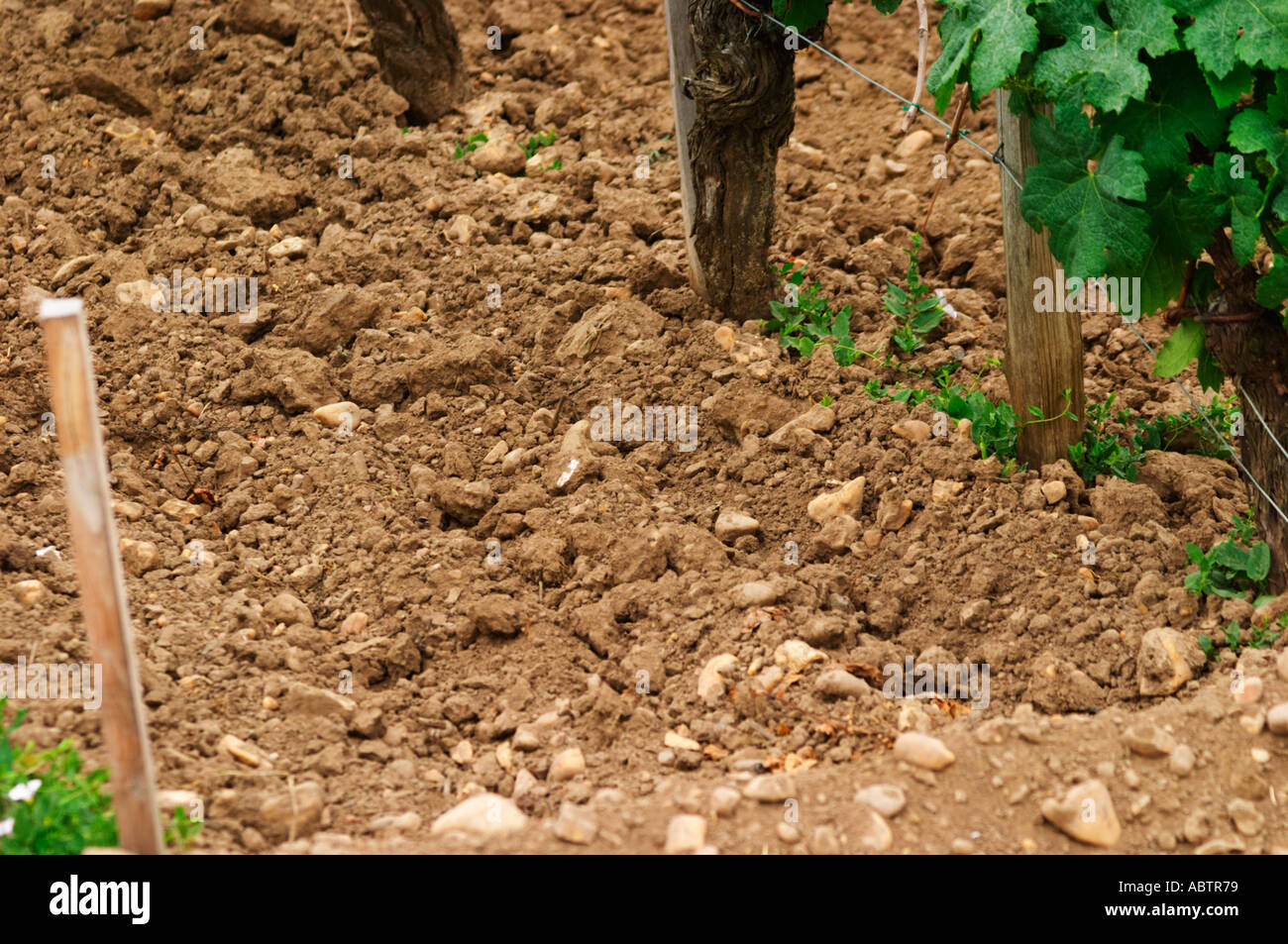 Pomerol soil hi-res stock photography and images - Alamy