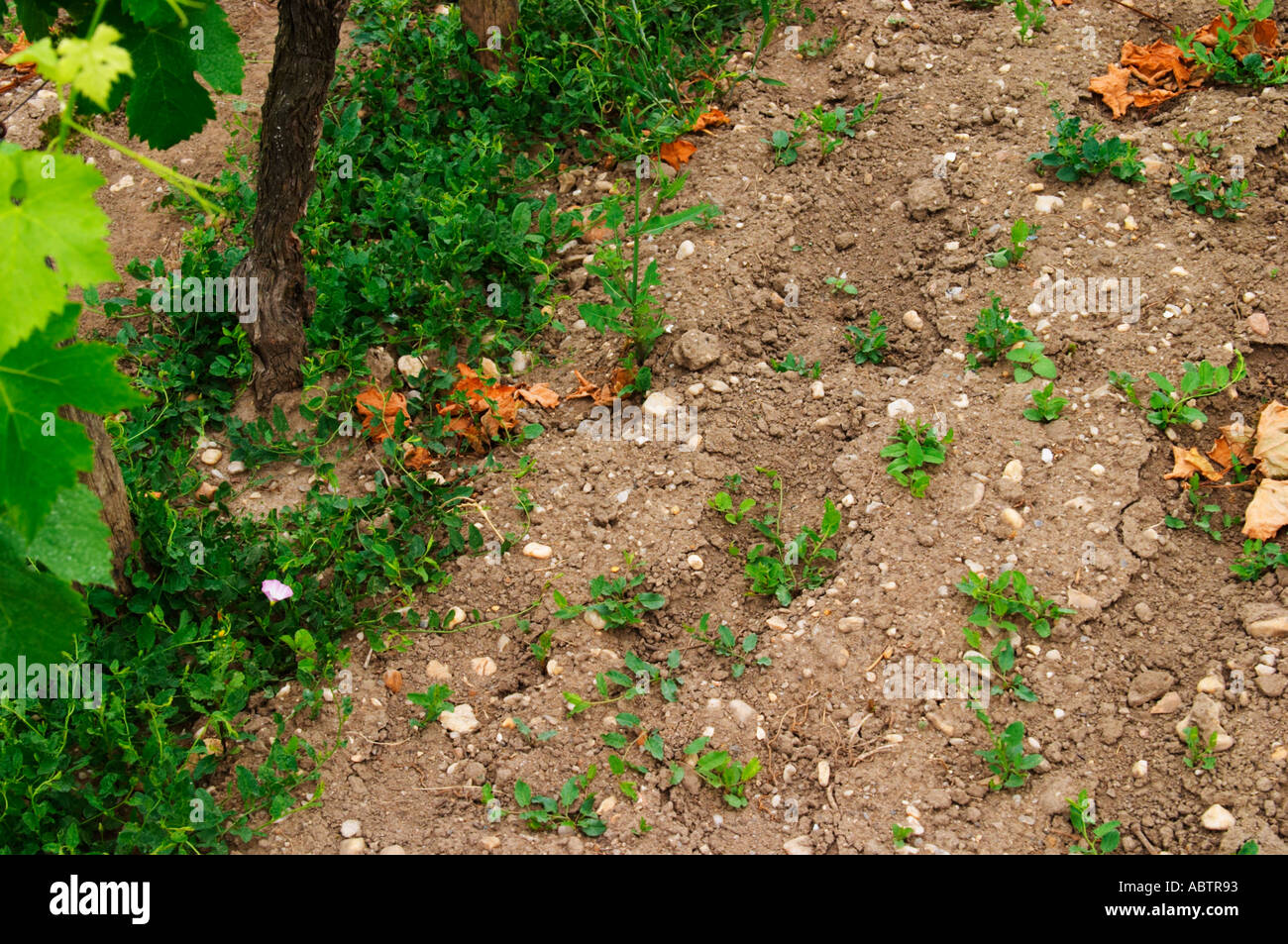 Pomerol soil hi-res stock photography and images - Alamy