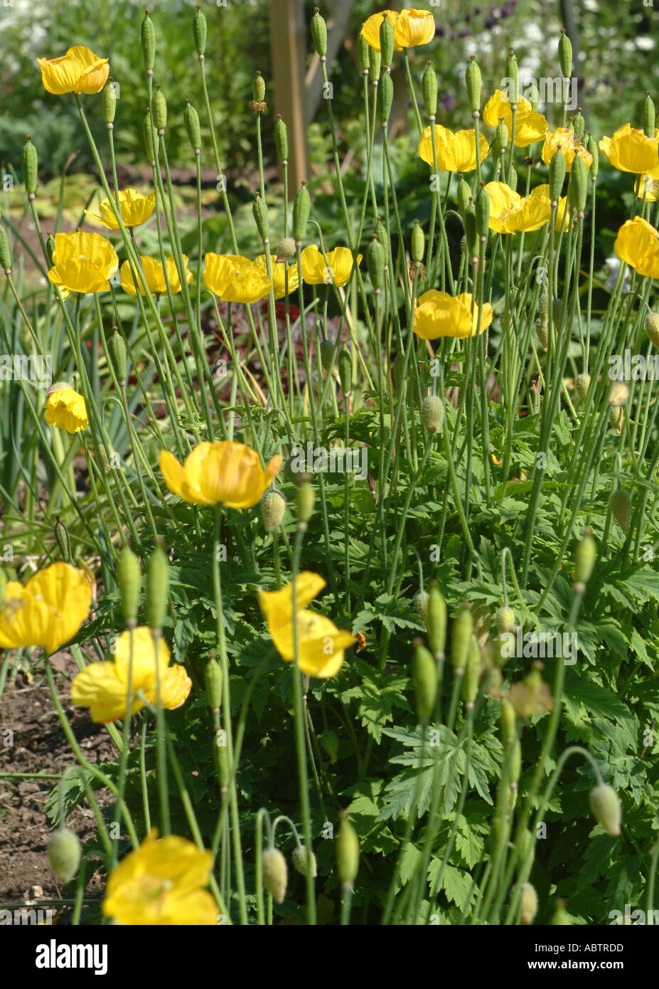 Welsh cottage, family hi-res stock photography and images - Alamy
