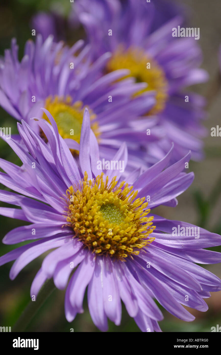 Blue Marguerite Felicia amelloides Stock Photo - Alamy
