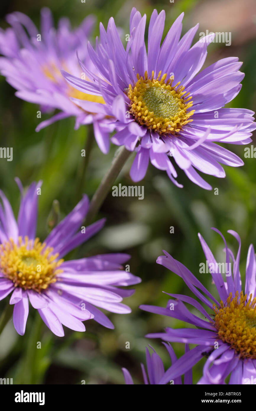Blue Marguerite Felicia amelloides Stock Photo - Alamy