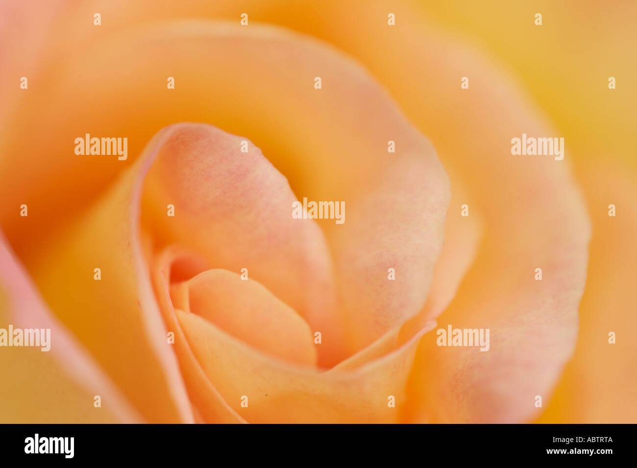 Rose chinatown hi-res stock photography and images - Alamy