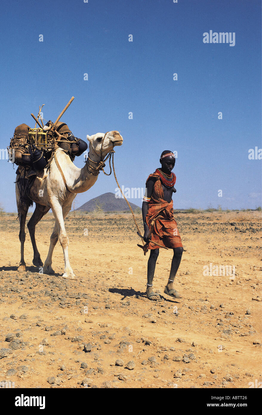 Young woman of the Rendille tribe leading a camel loaded with water in ...