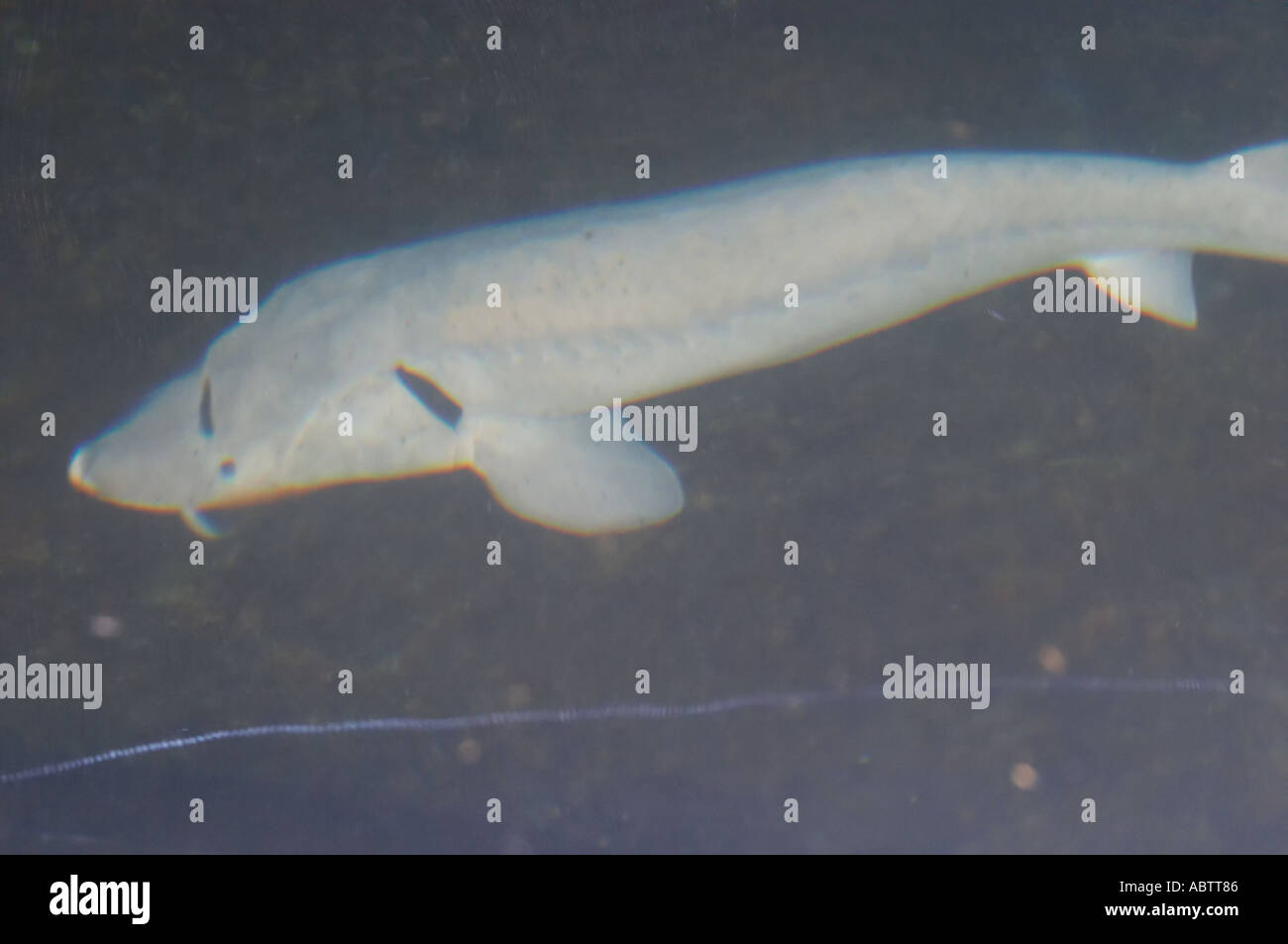 A sturgeon in a fish farm nursery dam pond, albino "Caviar et Prestige ...
