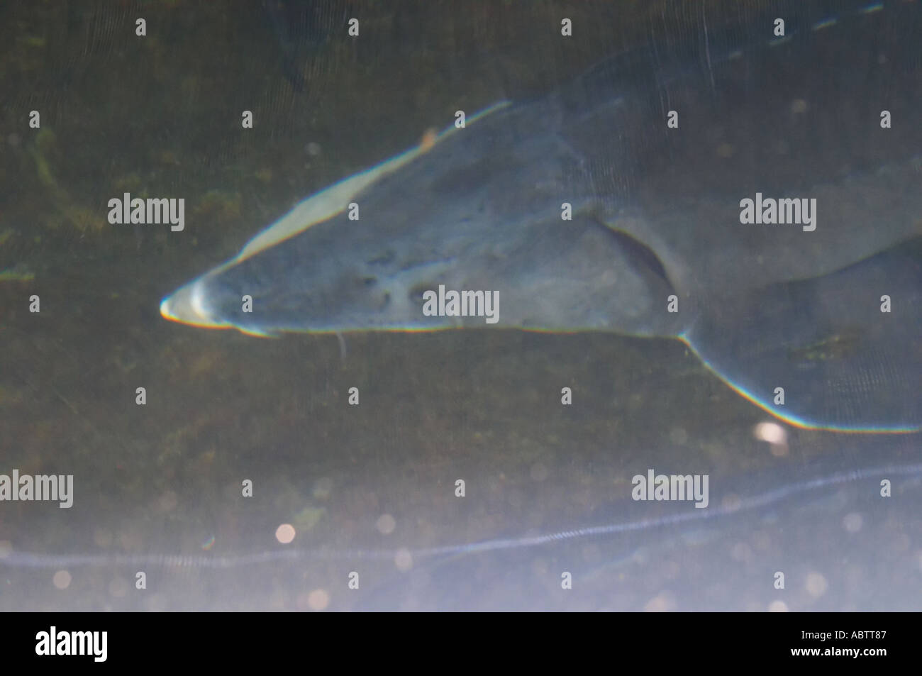 A sturgeon in a Fish farm nursery dam pond "Caviar et Prestige" Saint ...
