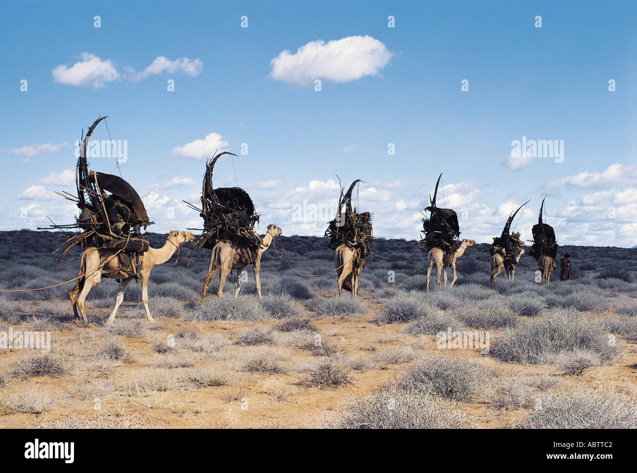 Galgalo hi-res stock photography and images - Alamy