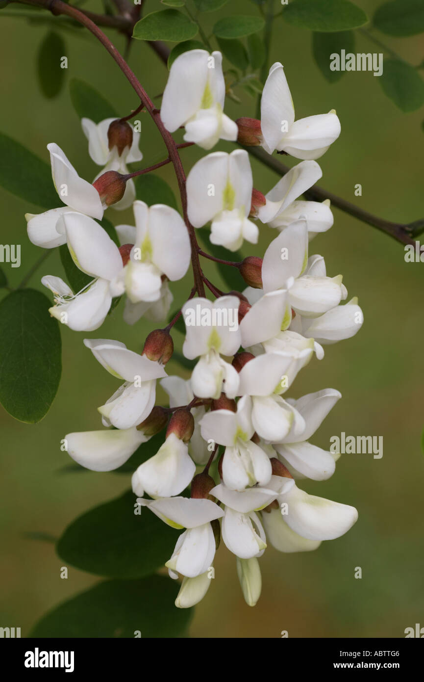 Robinia pseudoacacia flowers hi-res stock photography and images - Alamy