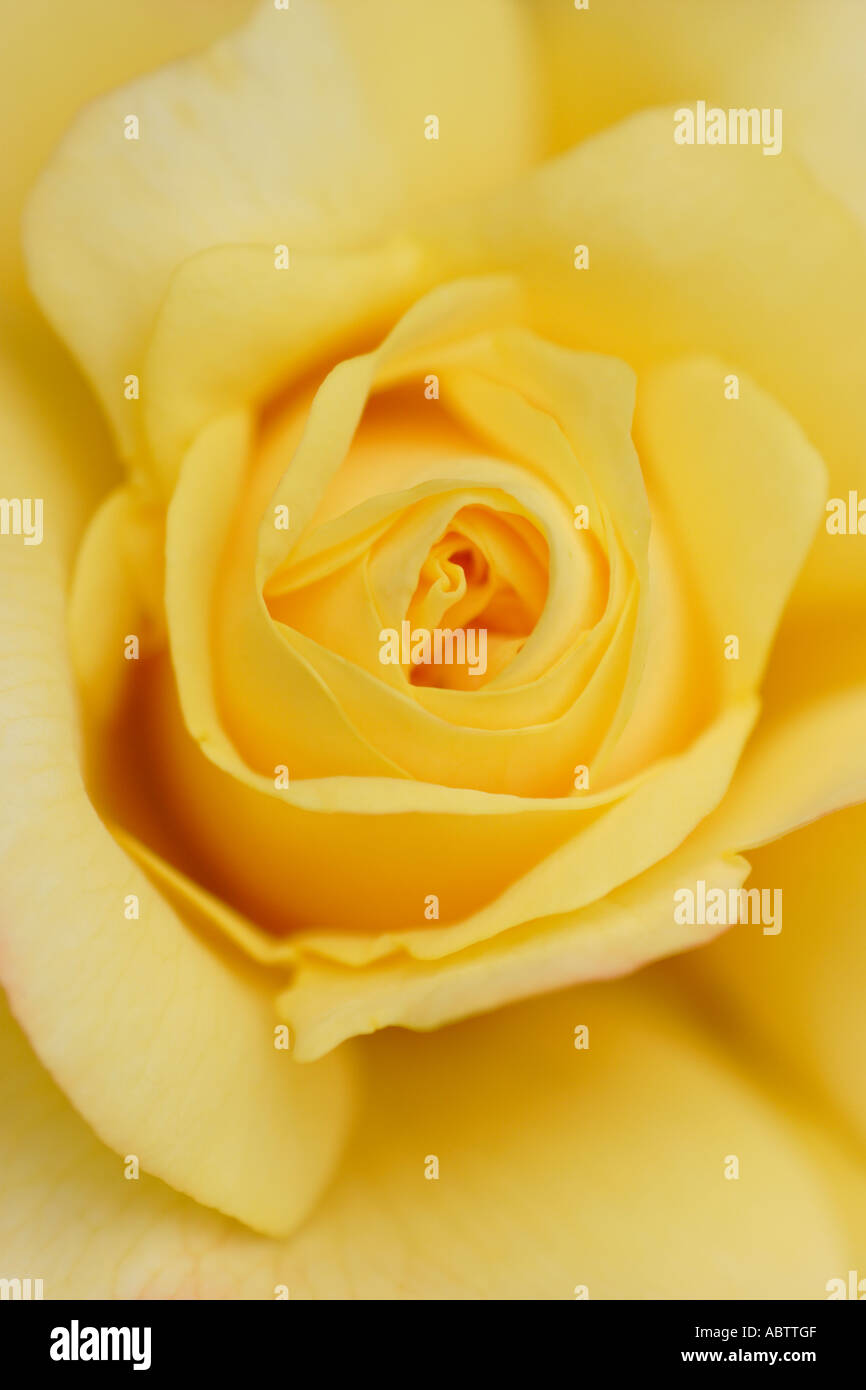 Rose chinatown hi-res stock photography and images - Alamy