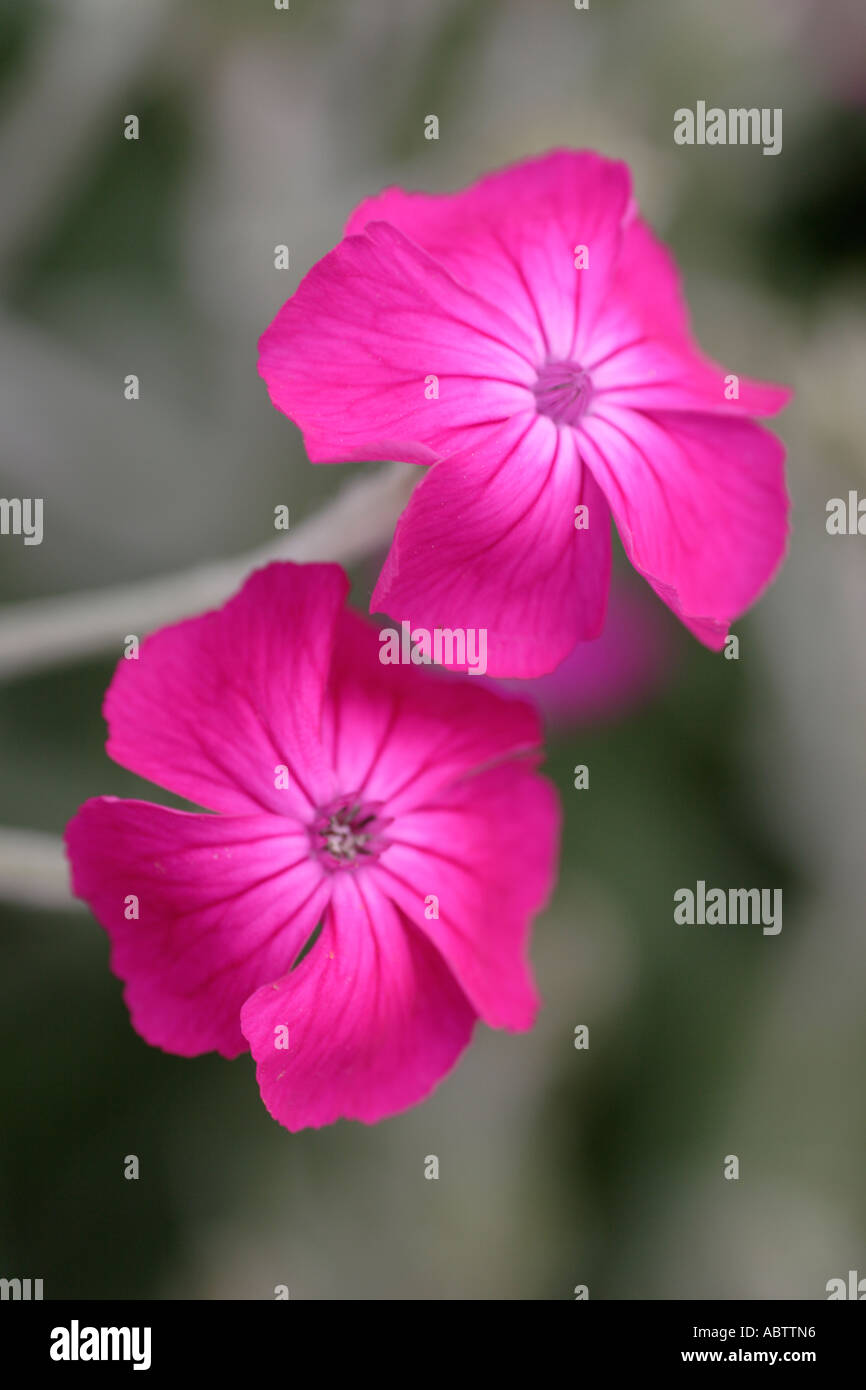 Lychnis coronaria Rose campion Catchfly Dusty miller Stock Photo - Alamy