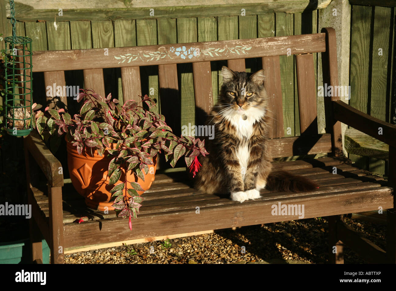 Cat sat on bench hi-res stock photography and images - Alamy