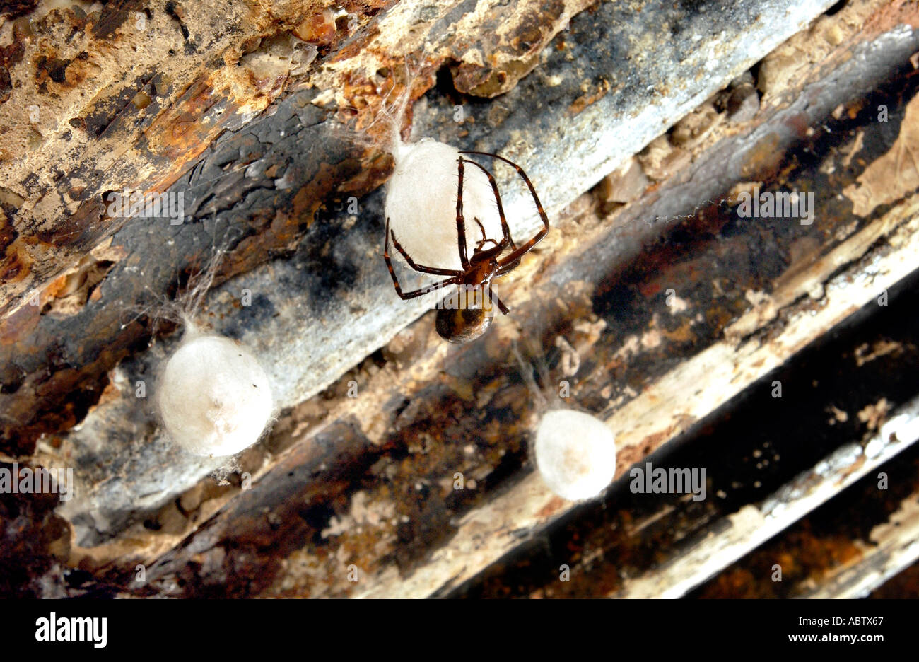 Bat cave england hi-res stock photography and images - Alamy