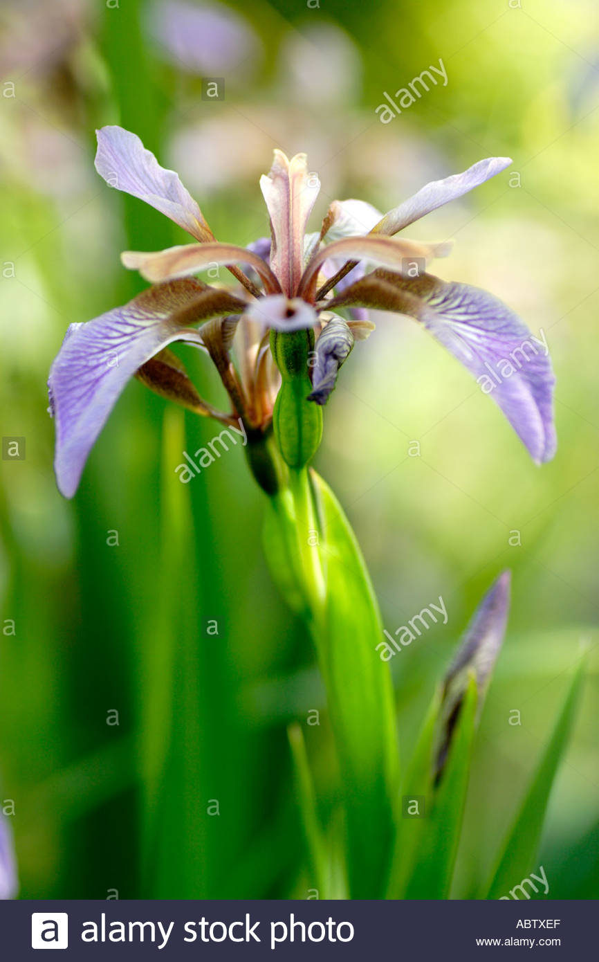 Stinking Iris, Iris Foetidissima Uk High Resolution Stock Photography ...