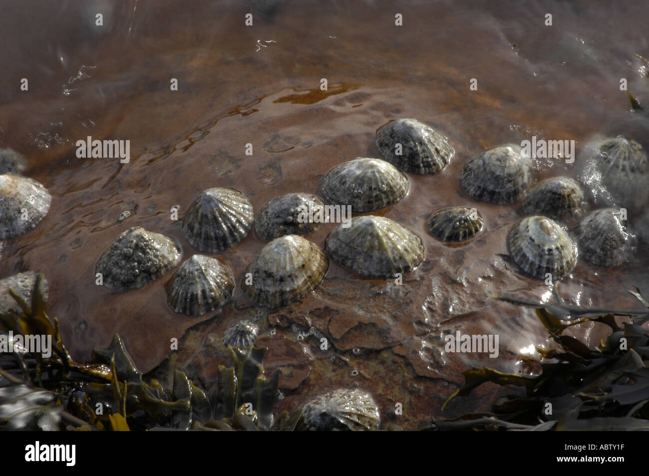 shells in sea water Stock Photo - Alamy