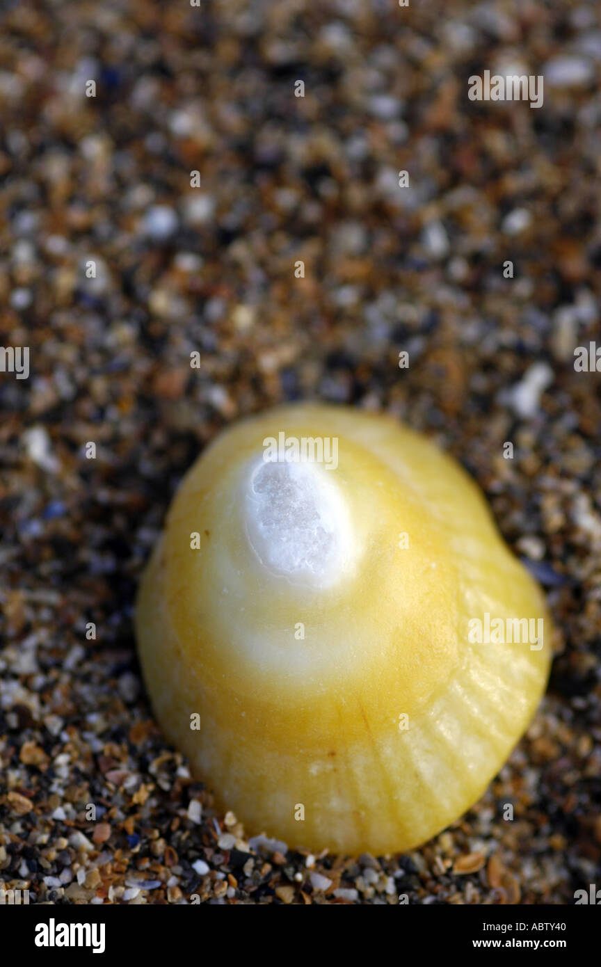 yellow shell Stock Photo - Alamy