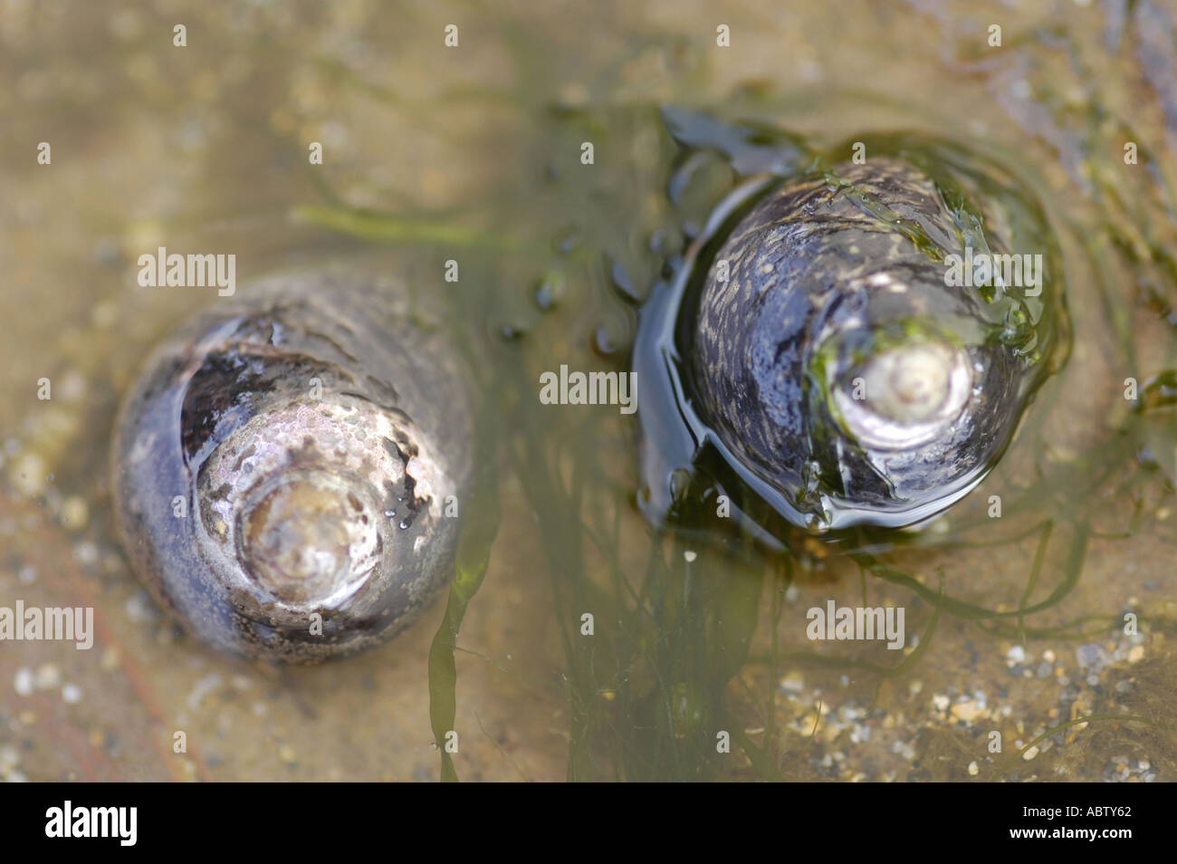 sea snails in rock pool Stock Photo - Alamy