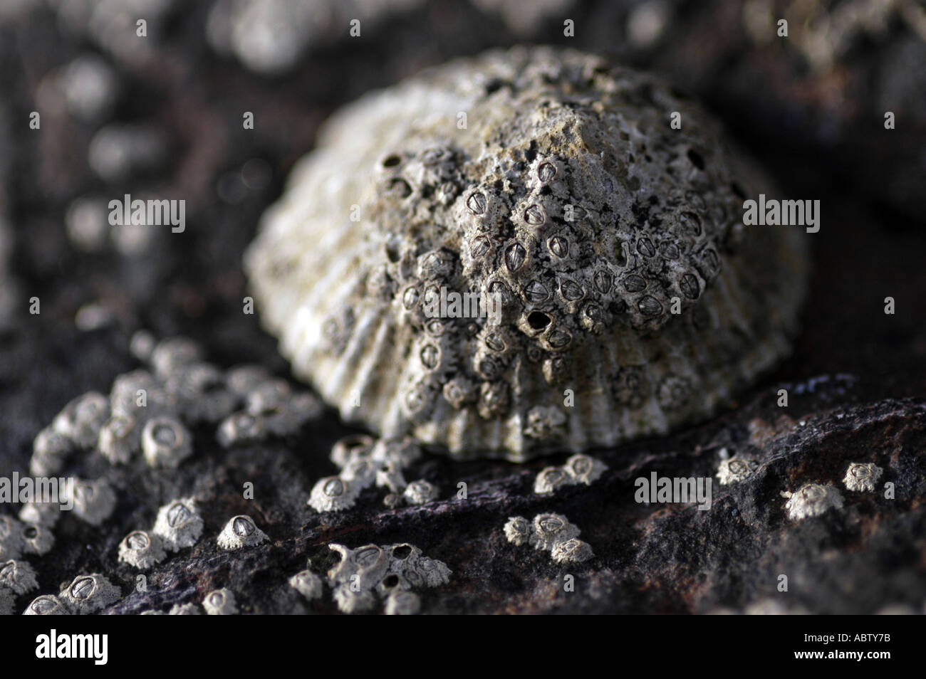 barnacles on shell Stock Photo - Alamy