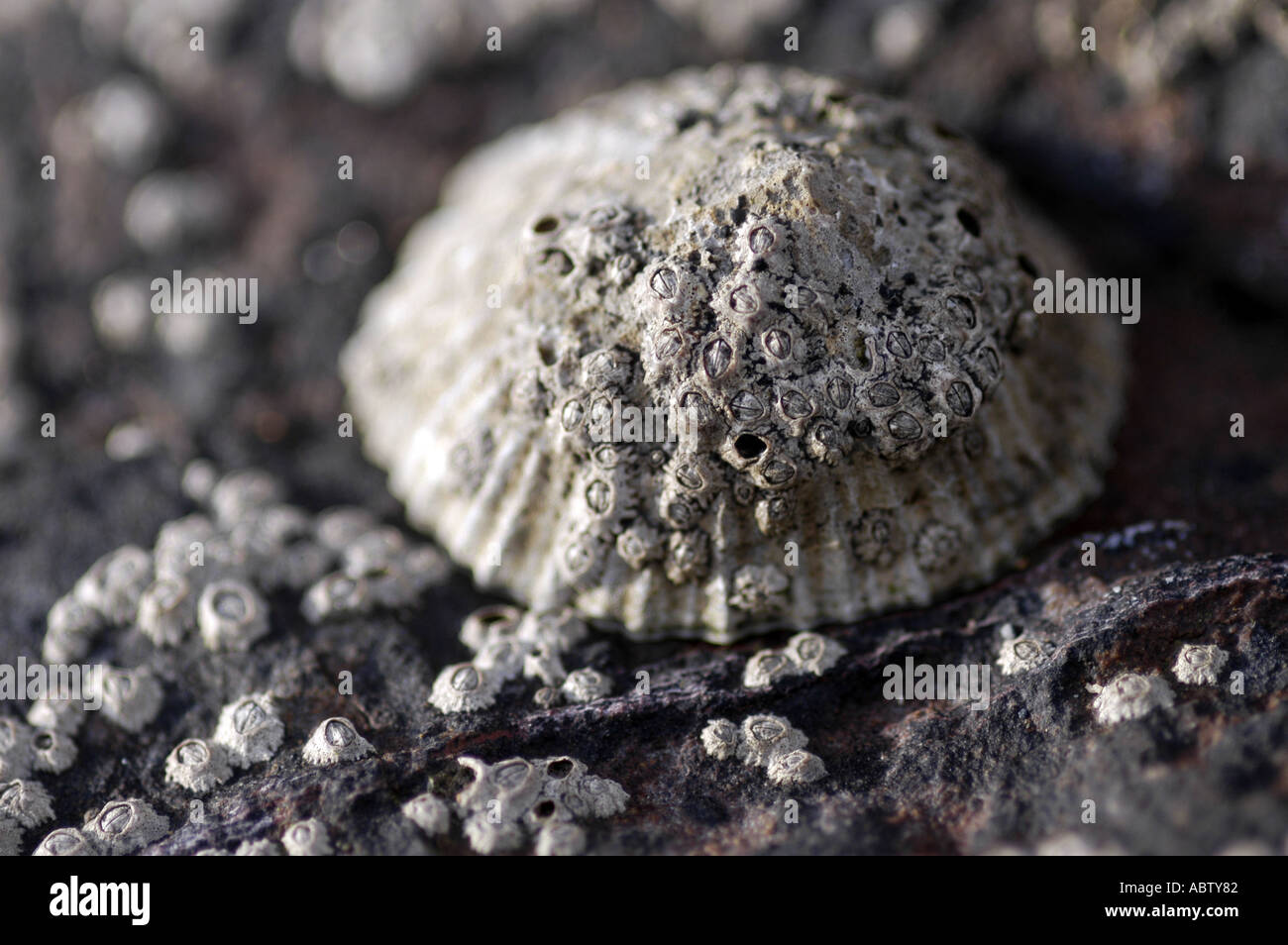 barnacles on shell Stock Photo - Alamy