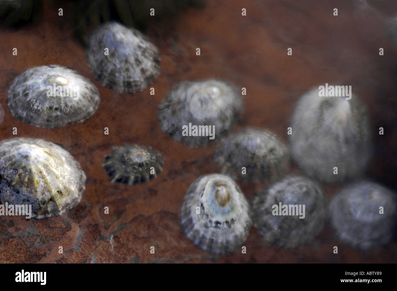 wet sea shells in rock pool Stock Photo - Alamy