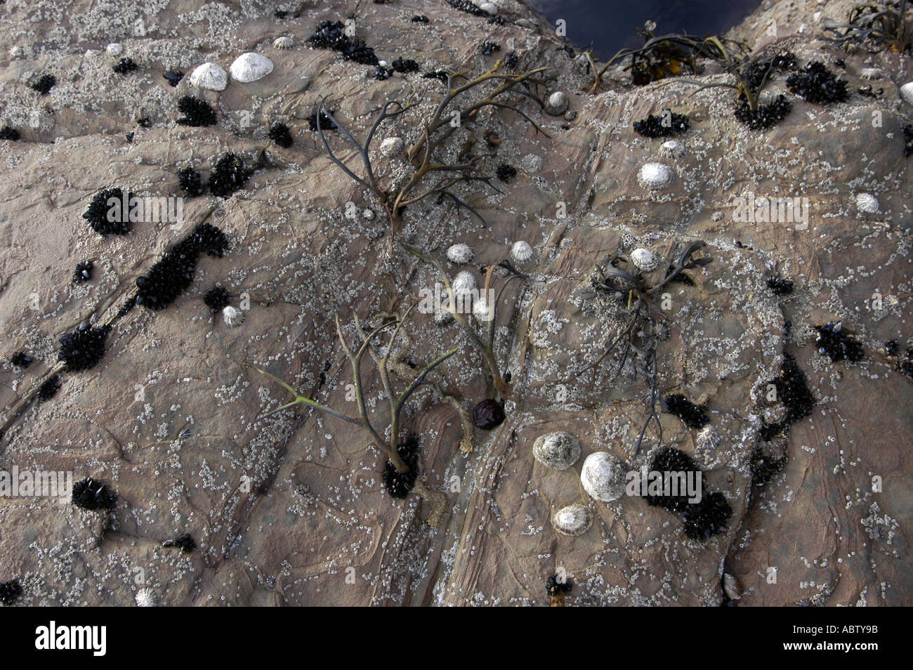patterned rock Stock Photo - Alamy