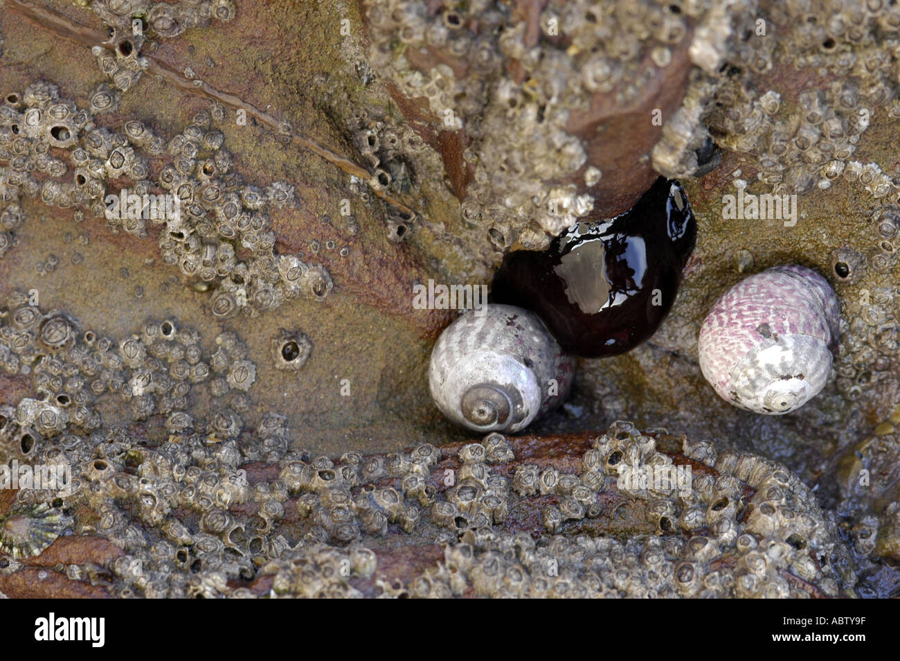 Sea anemone shells hi-res stock photography and images - Alamy