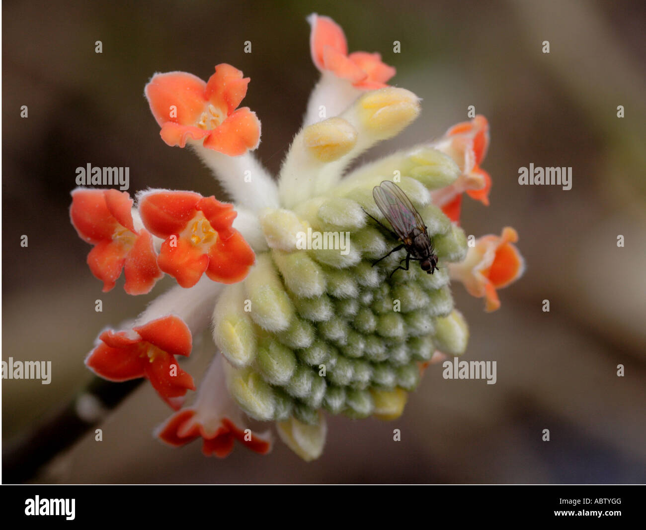 Compound flower hi-res stock photography and images - Alamy