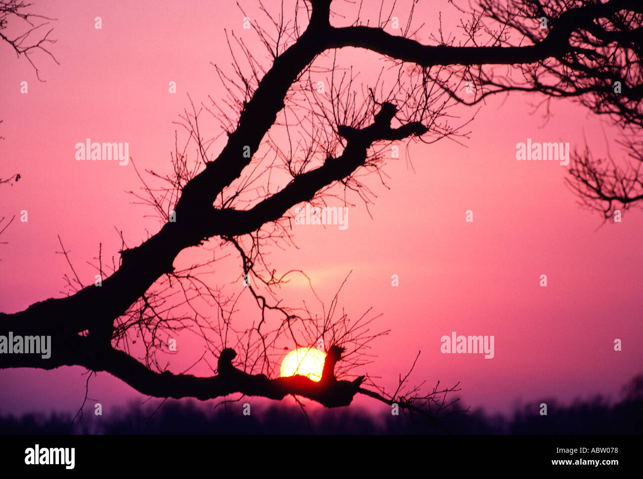 Crook of tree hi-res stock photography and images - Alamy