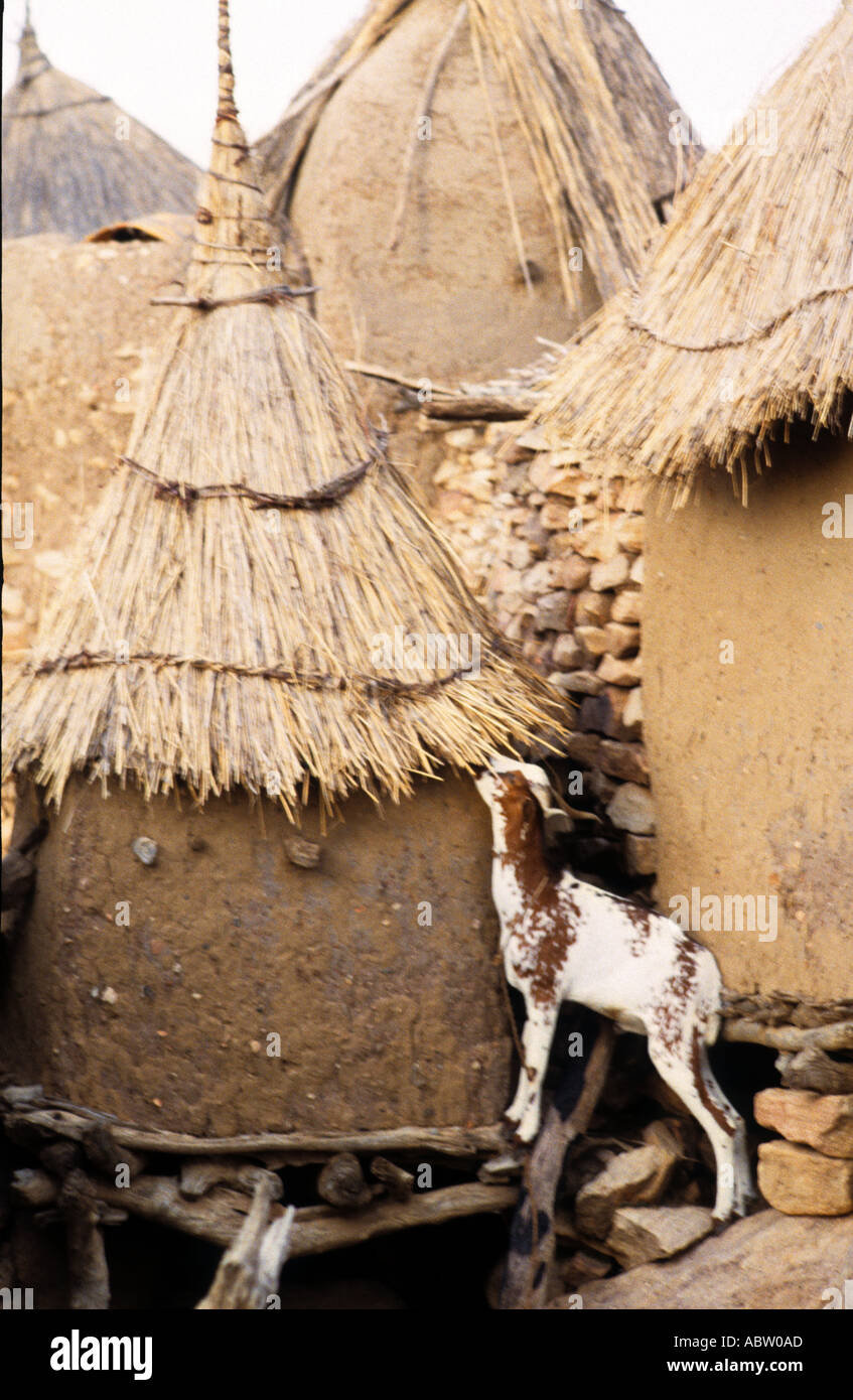Goat eating thatch Tirelli village Dogon region Mali Stock Photo - Alamy