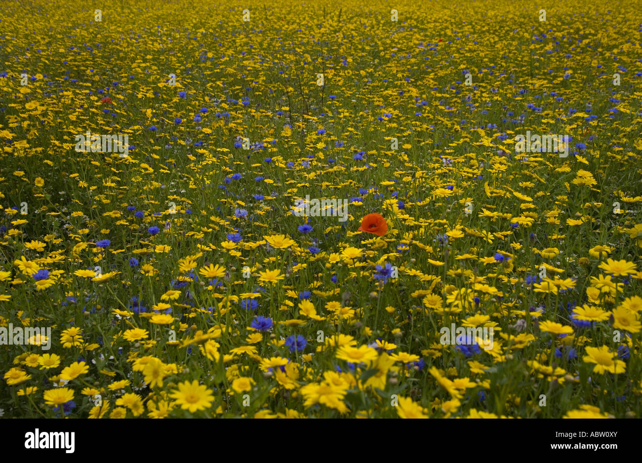 Corn Marigolds Glebionis segetum in Wildflower Meadow Stock Photo - Alamy
