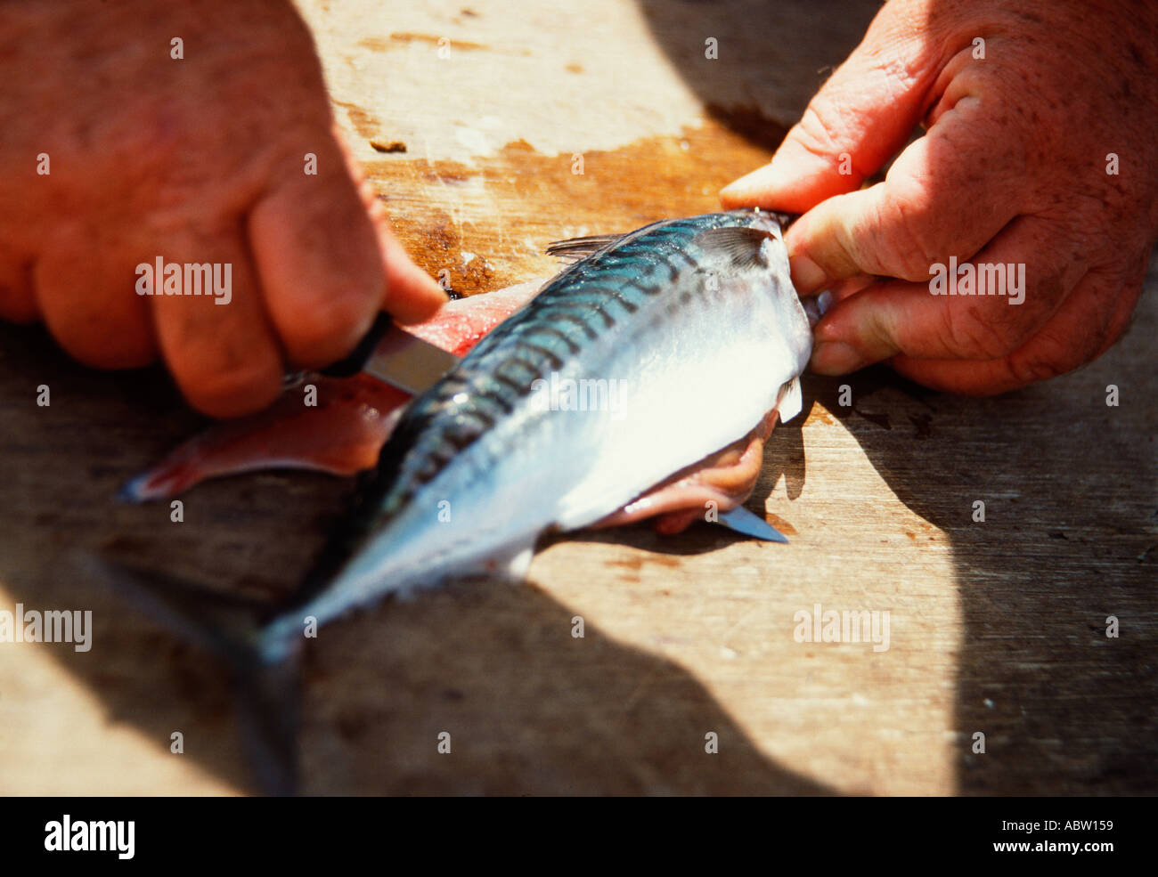 Hand grabbing fish hi-res stock photography and images - Alamy