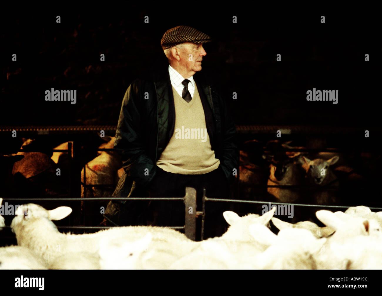 Working sheep dairy hi-res stock photography and images - Alamy