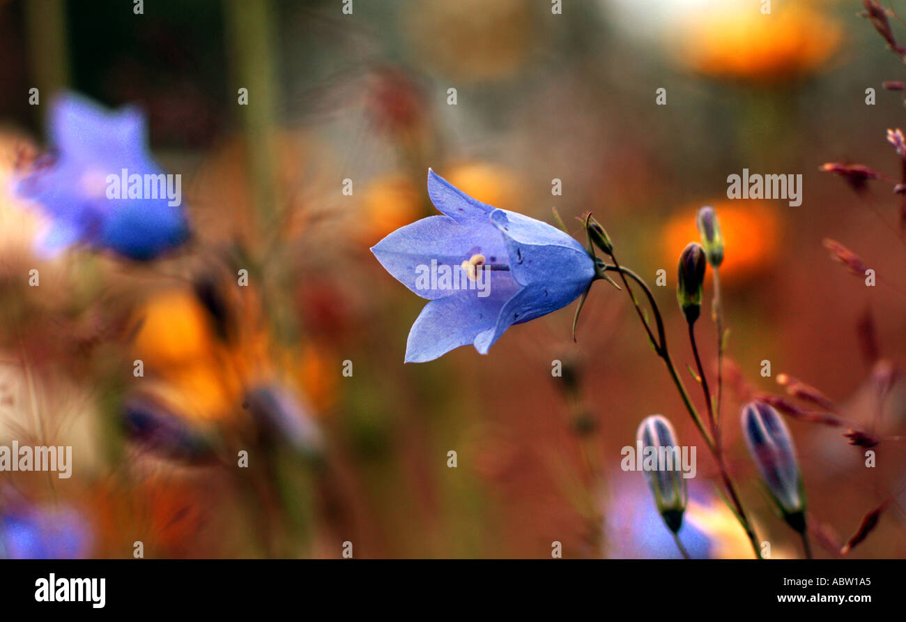 Harebell scottish bluebell campanula rotundifolia hi-res stock ...