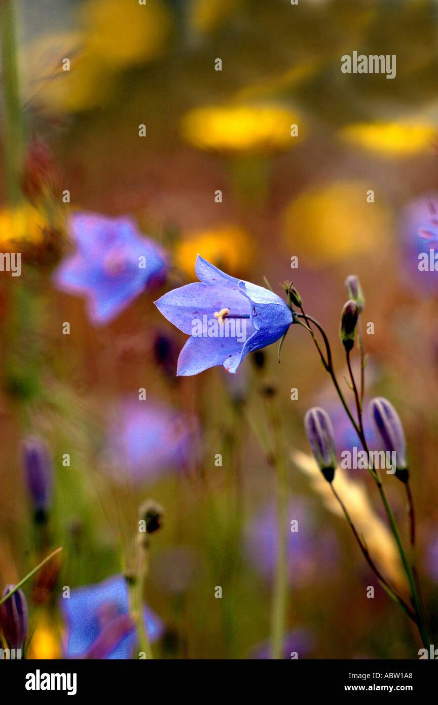 Scottish bluebell hi-res stock photography and images - Alamy