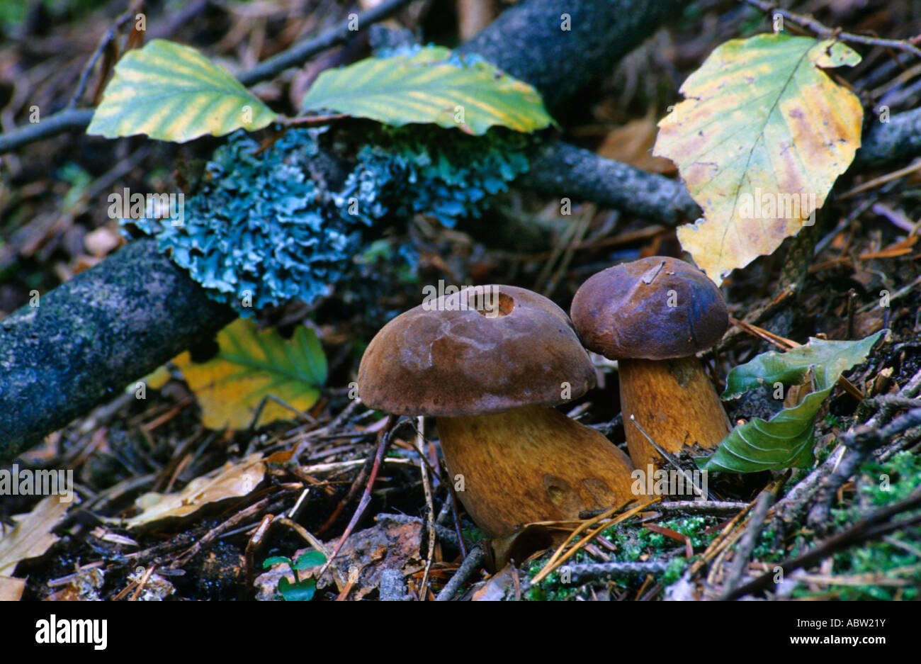 Bay bolete ( Boletus badius Stock Photo - Alamy