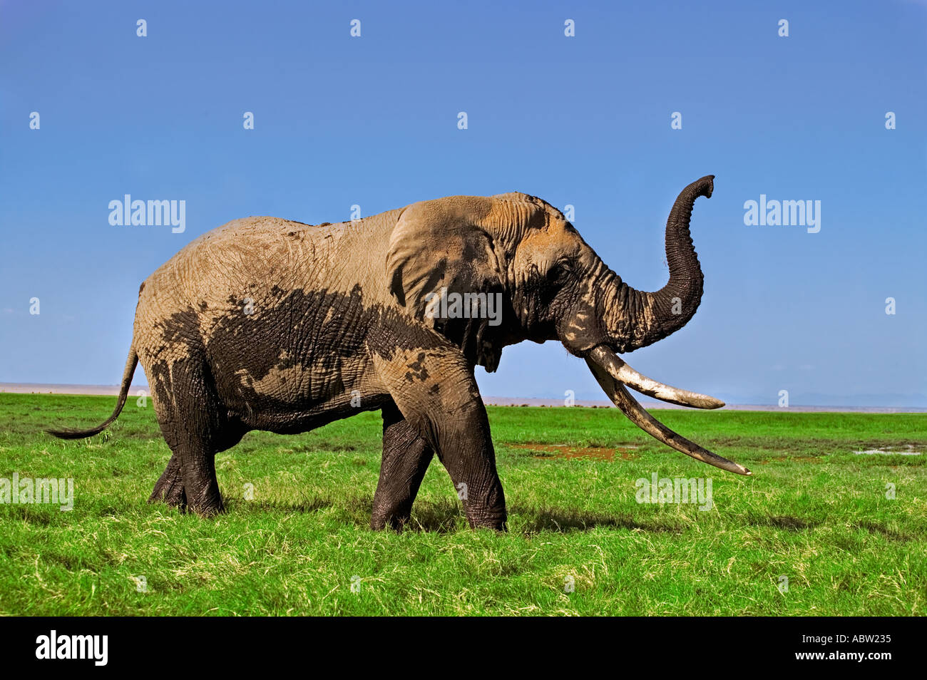 African elephant Loxodonta africana Bull elephant with large tusks ...
